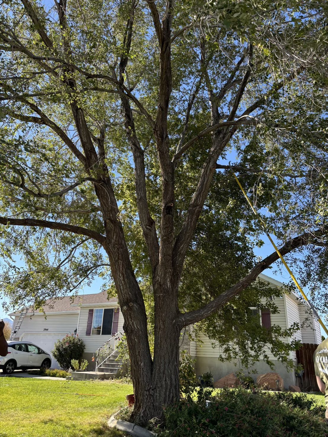 Tree Trimming Pruning Services Advanced Tree Service